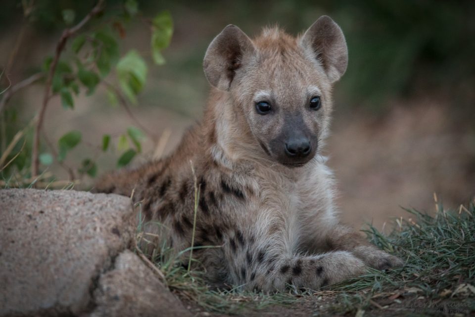 Tüpfelhyänen in Krüger Park in Südafrika › Die ehemaligen Abenteuer von ...