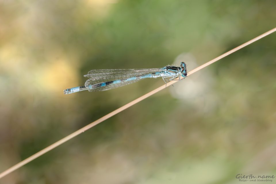 Dritte Startbahn bedroht seltene Libellenarten › Die ehemaligen ...
