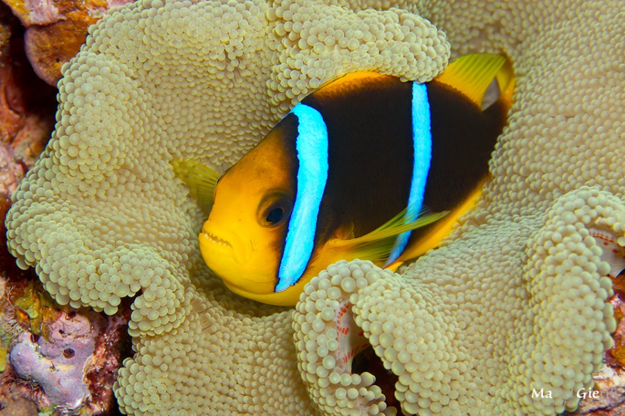 Reisebericht: Die Buckelwale von Tonga. Eine Reise in die Südsee. › Die ...